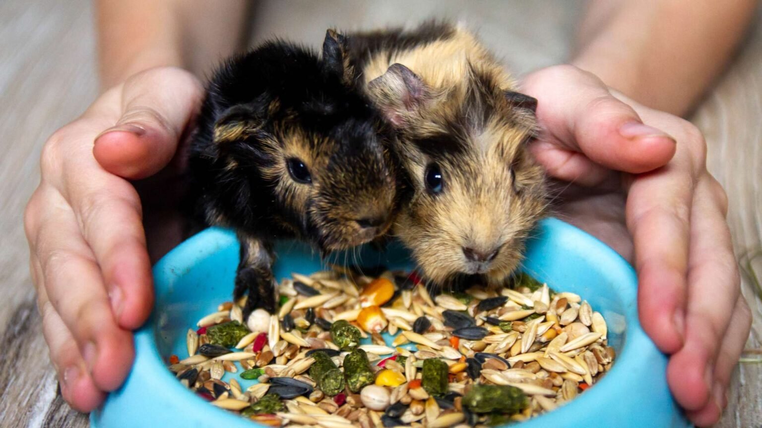 Tengerimalac fajták - Tengerimalac fajtaleírások bemutatása ...