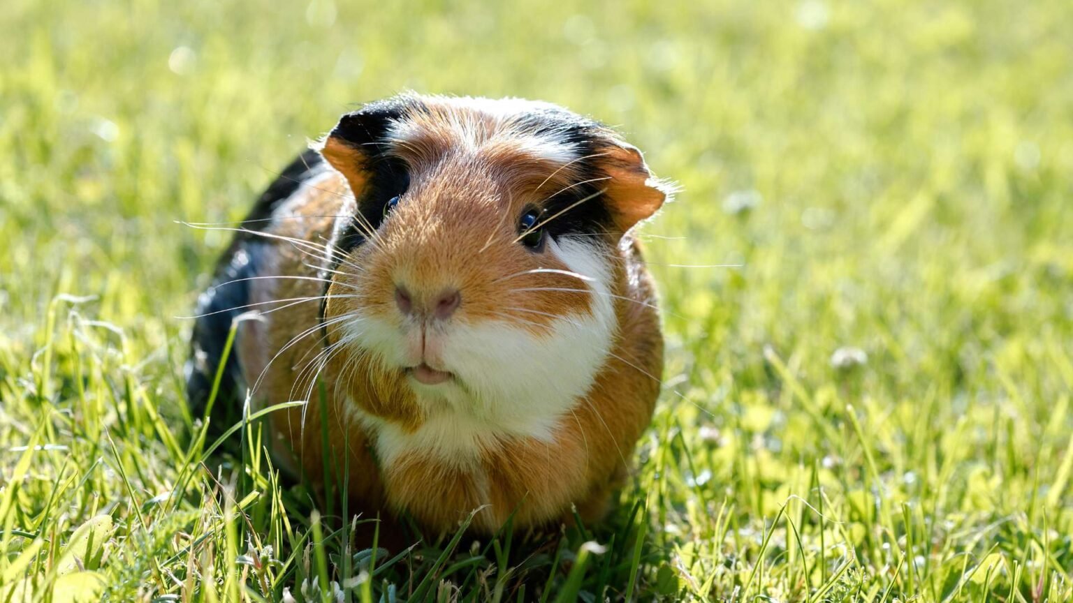 Tengerimalac fajták - Tengerimalac fajtaleírások bemutatása ...