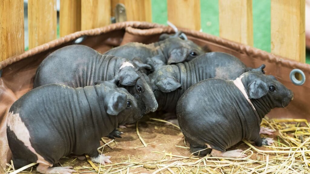 Tengerimalac fajták - Tengerimalac fajtaleírások bemutatása ...