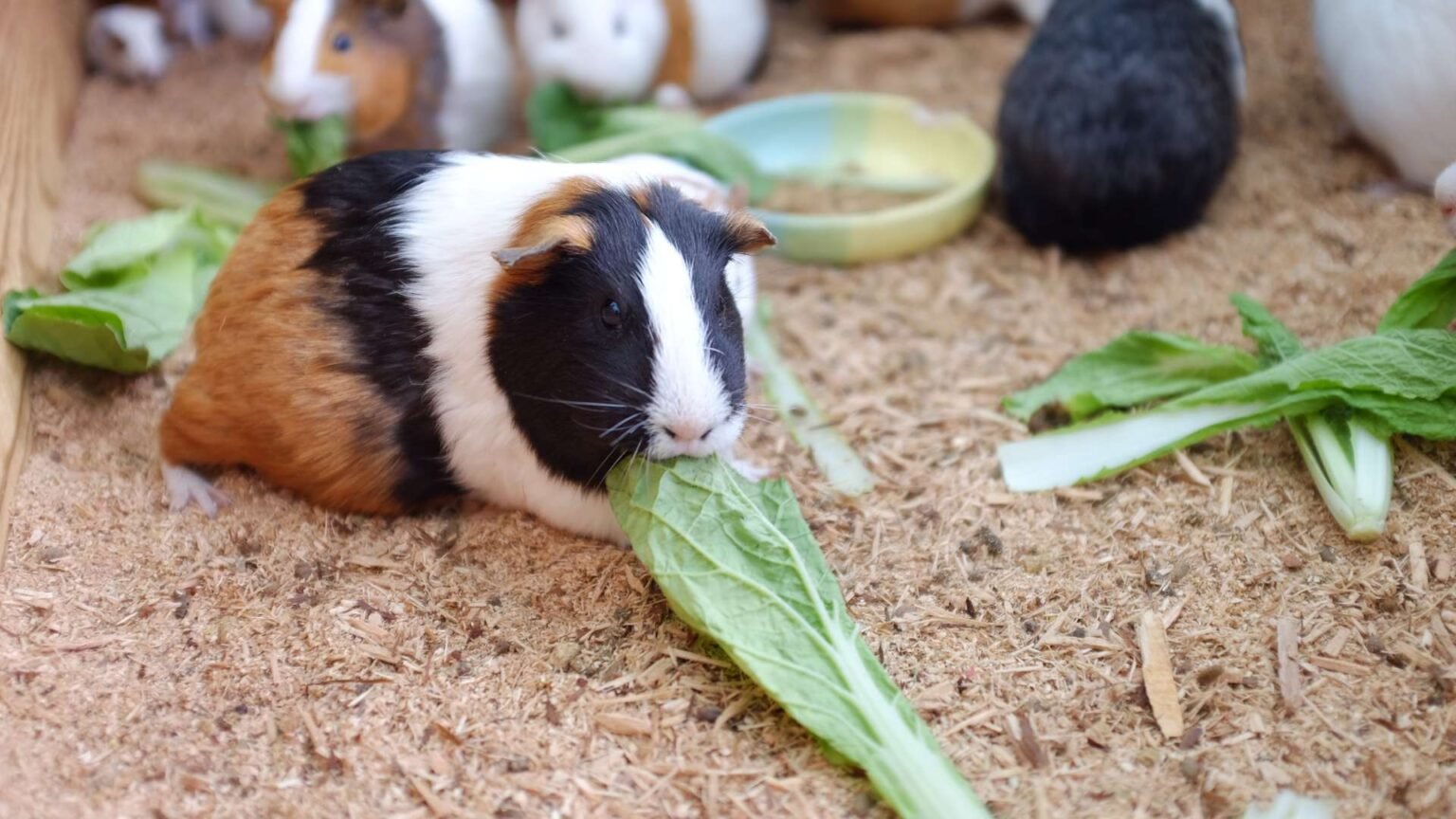 Tengerimalac fajták - Tengerimalac fajtaleírások bemutatása ...
