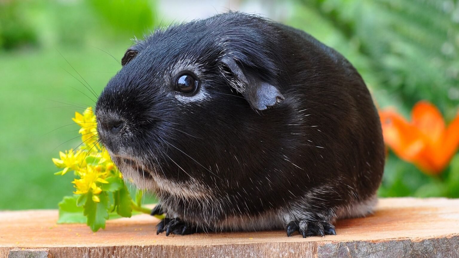 Tengerimalac fajták - Tengerimalac fajtaleírások bemutatása ...