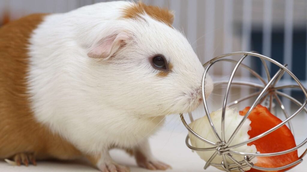 Tengerimalac fajták - Tengerimalac fajtaleírások bemutatása ...