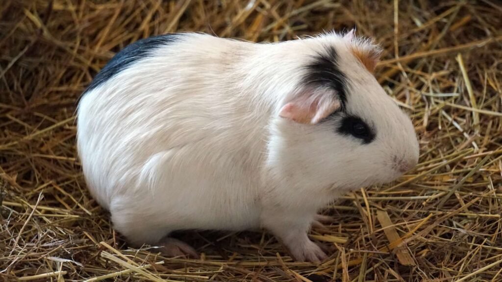 Tengerimalac fajták - Tengerimalac fajtaleírások bemutatása ...
