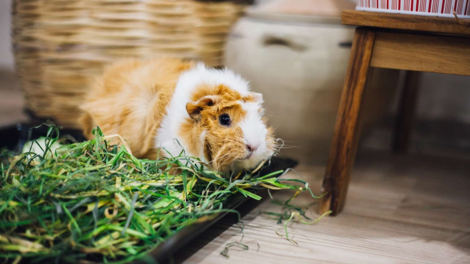 Tengerimalac fajták - Tengerimalac fajtaleírások bemutatása ...