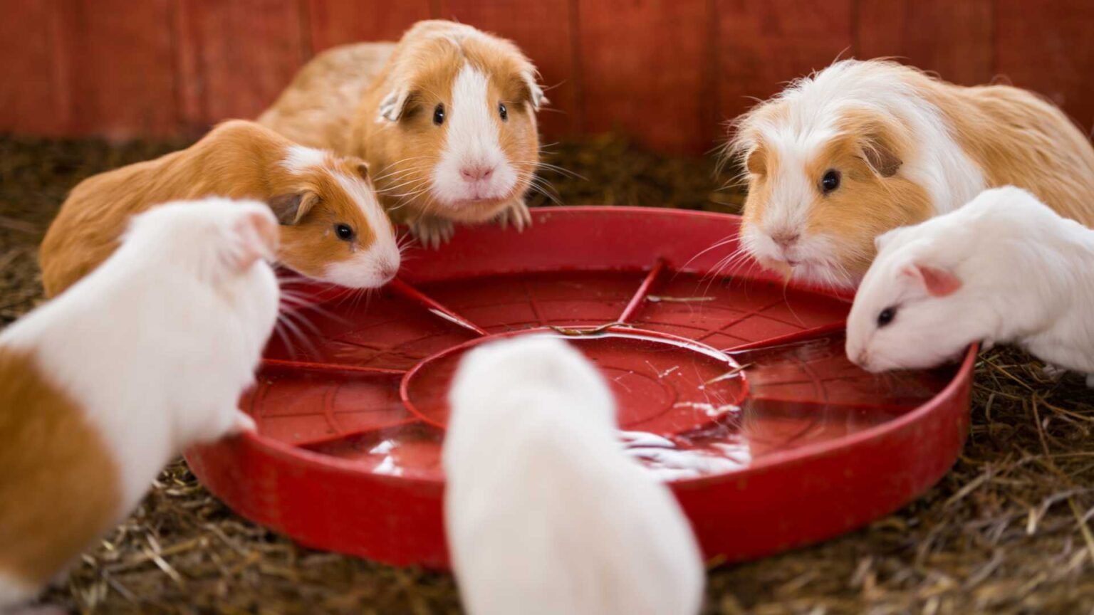 Tengerimalac fajták - Tengerimalac fajtaleírások bemutatása ...